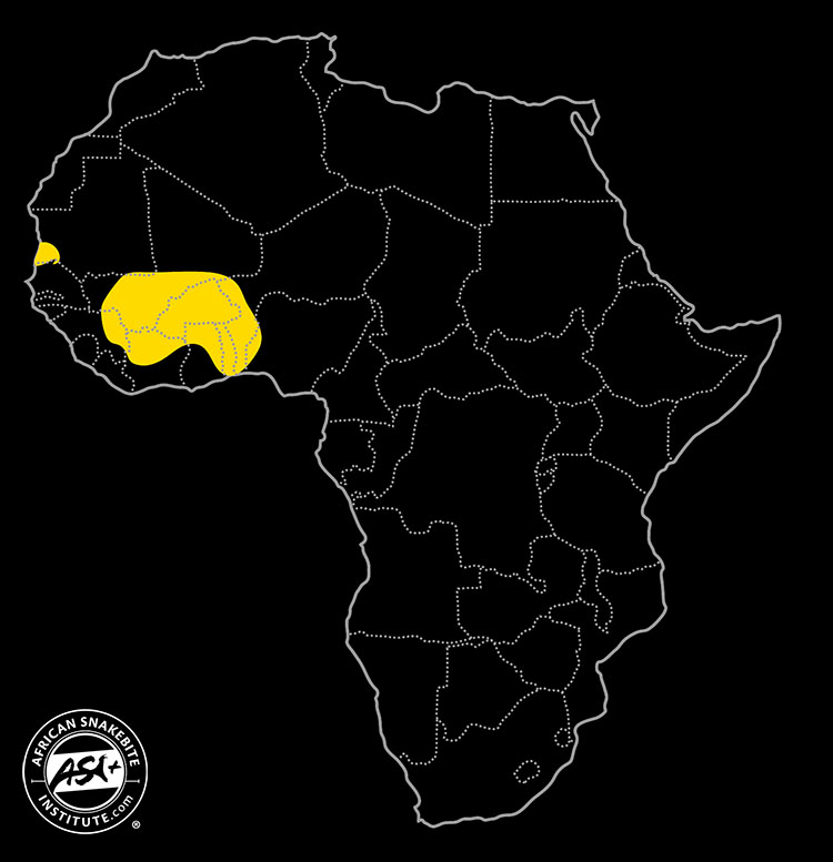 West African Carpet Viper - Africa - African Snakebite Institute