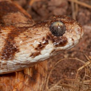 West African Carpet Viper - African Snakebite Institute