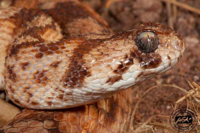 West African Carpet Viper - Africa - African Snakebite Institute