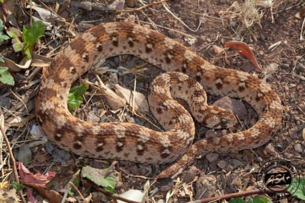 West African Carpet Viper - African Snakebite Institute