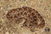 North-east African Carpet Viper - Africa - African Snakebite Institute