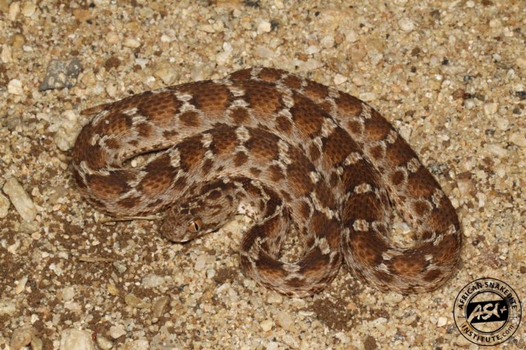 North-east African Carpet Viper - Africa - African Snakebite Institute