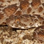 North-east African Carpet Viper - African Snakebite Institute