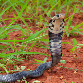 Forest Cobra - African Snakebite Institute