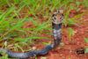 Forest Cobra - African Snakebite Institute