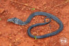 Forest Cobra - African Snakebite Institute