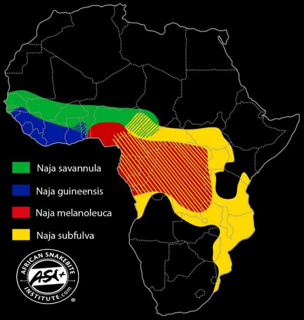 Forest Cobra - African Snakebite Institute