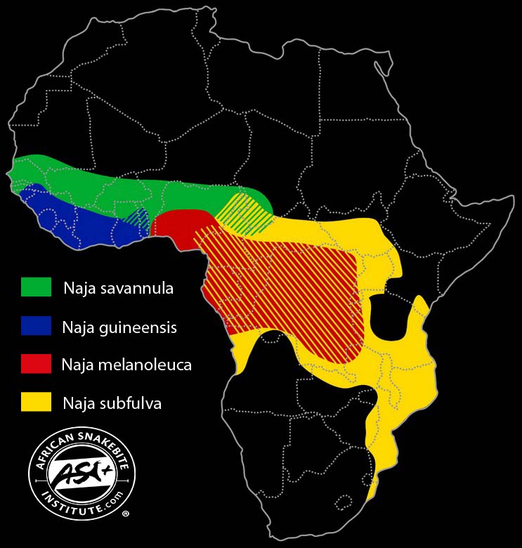 Forest Cobra - African Snakebite Institute