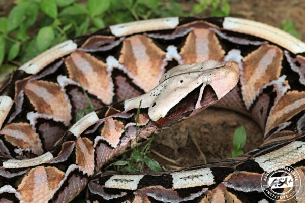 Gaboon Adder - African Snakebite Institute