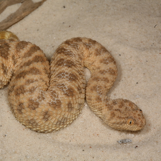 Saharan Sand Viper - African Snakebite Institute