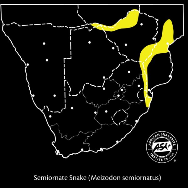 Semiornate Snake - African Snakebite Institute
