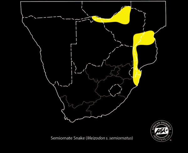 Semiornate Snake - African Snakebite Institute