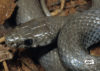Semiornate Snake - African Snakebite Institute