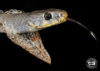 Semiornate Snake - African Snakebite Institute