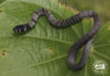 Semiornate Snake - African Snakebite Institute