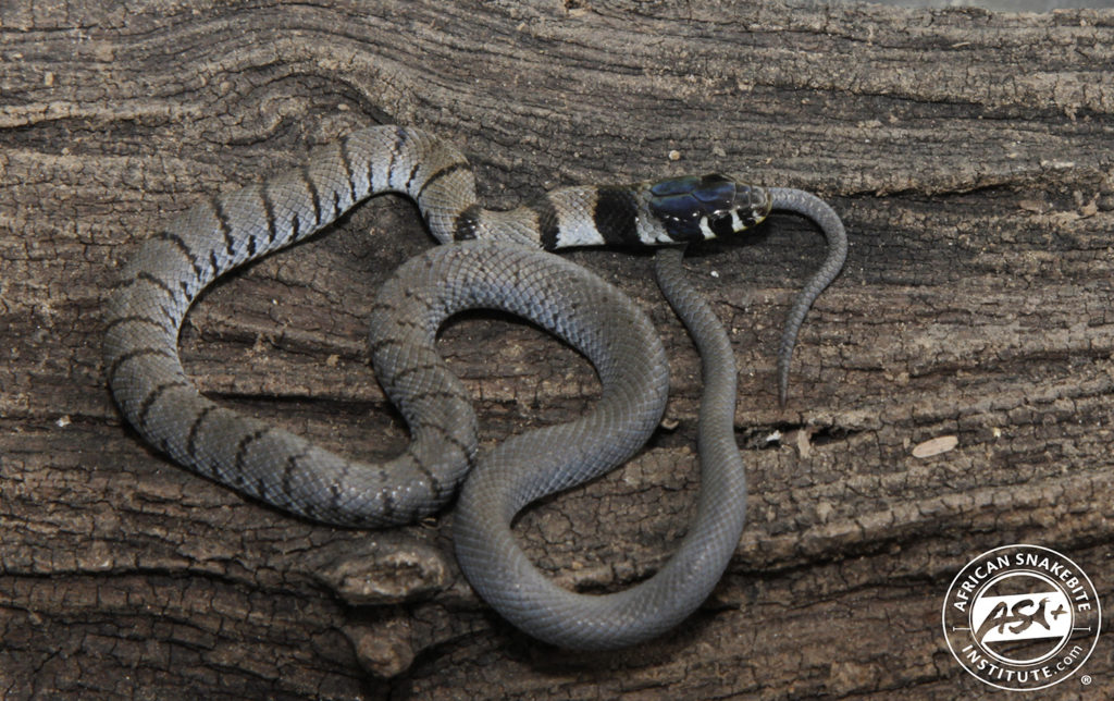 Semiornate Snake - African Snakebite Institute