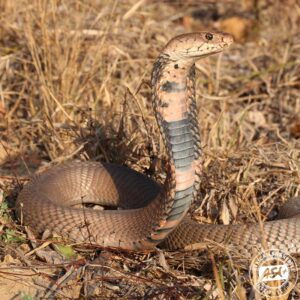 Mozambique Spitting Cobra - African Snakebite Institute