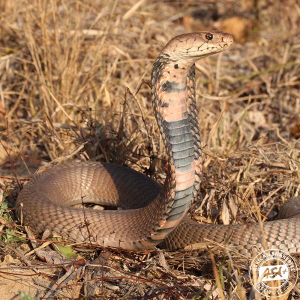 Mozambique Spitting Cobra - African Snakebite Institute