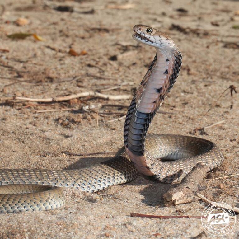 Mozambique Spitting Cobra - African Snakebite Institute