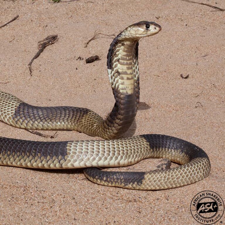 Snouted Cobra - African Snakebite Institute