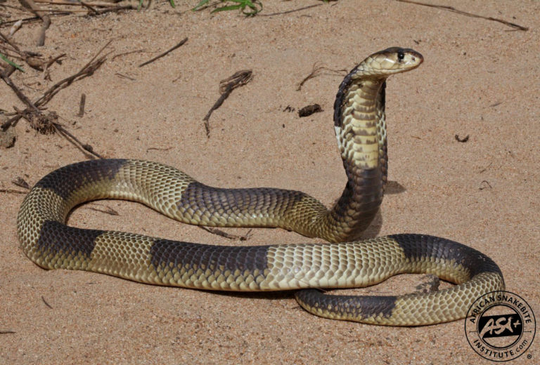 Snouted Cobra - African Snakebite Institute