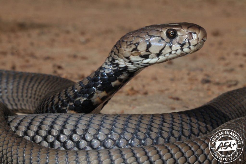 Refer a Friend - African Snakebite Institute