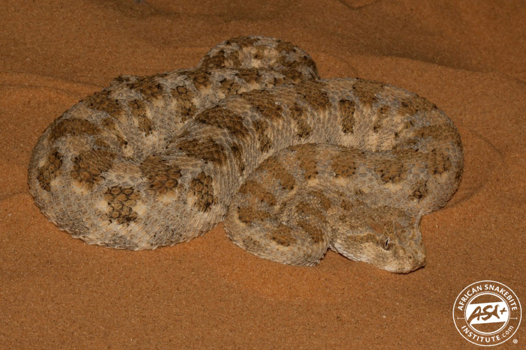 Saharan Horned Viper - African Snakebite Institute