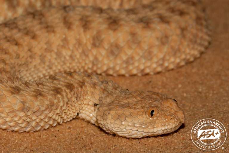 Saharan Sand Viper - African Snakebite Institute