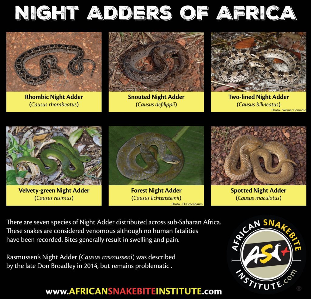 Night Adders - African Snakebite Institute