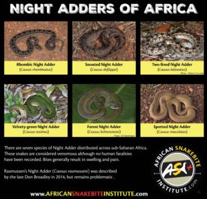Night Adders - Africa - African Snakebite Institute