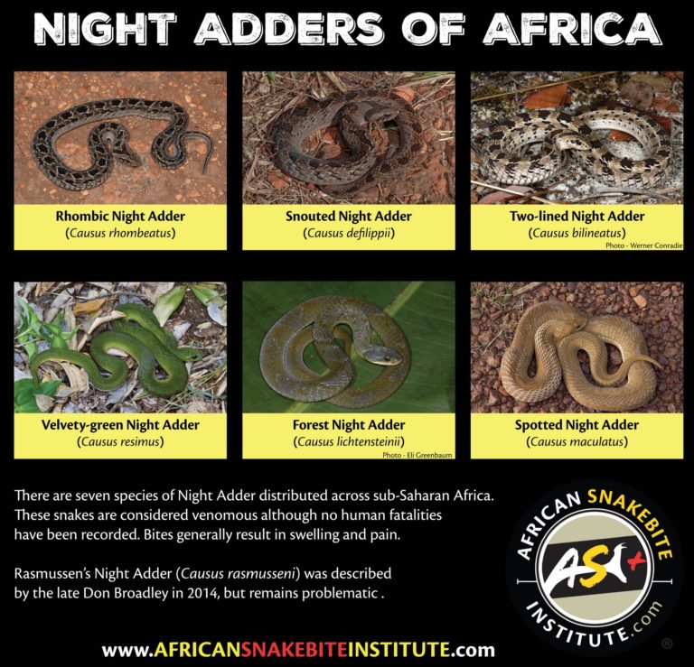 Night Adders - African Snakebite Institute