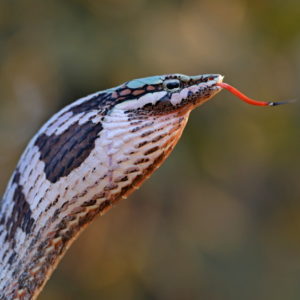 Southern Vine Snake - African Snakebite Institute