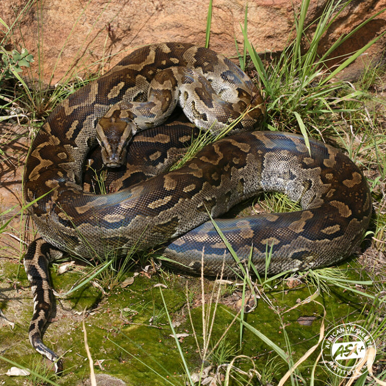 Southern African Python - African Snakebite Institute