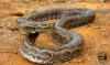 African Rock Python - African Snakebite Institute