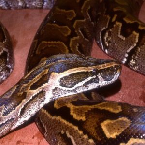 African Rock Python - African Snakebite Institute
