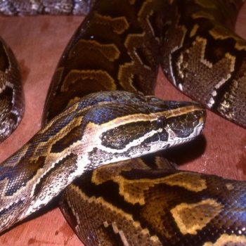 African Rock Python - African Snakebite Institute