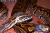 African Rock Python - African Snakebite Institute