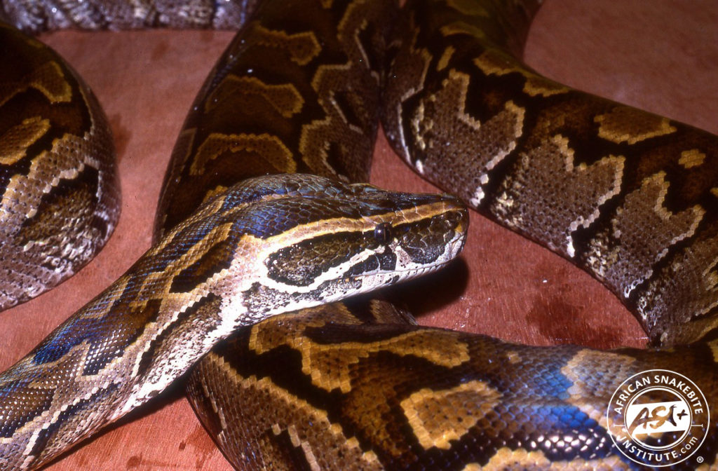 African Rock Python - African Snakebite Institute