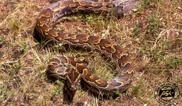African Rock Python - African Snakebite Institute