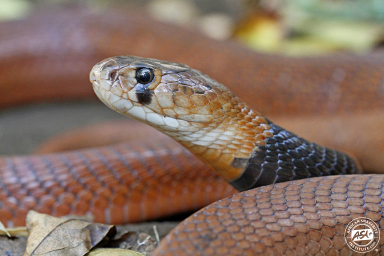 Red Spitting Cobra - Africa - African Snakebite Institute