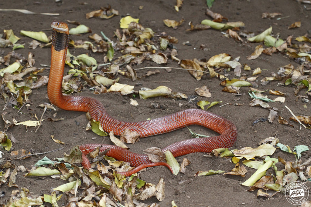 Red Spitting Cobra - Africa - African Snakebite Institute