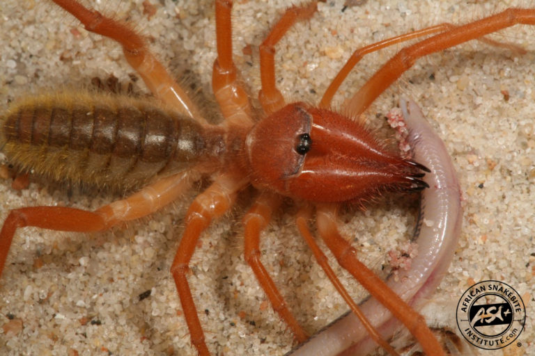 Solifuge - African Snakebite Institute