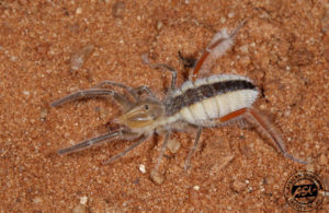 Solifuge - African Snakebite Institute