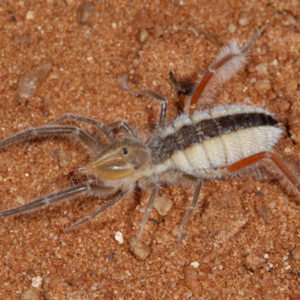 Solifuge - African Snakebite Institute