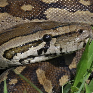 Southern African Python - African Snakebite Institute