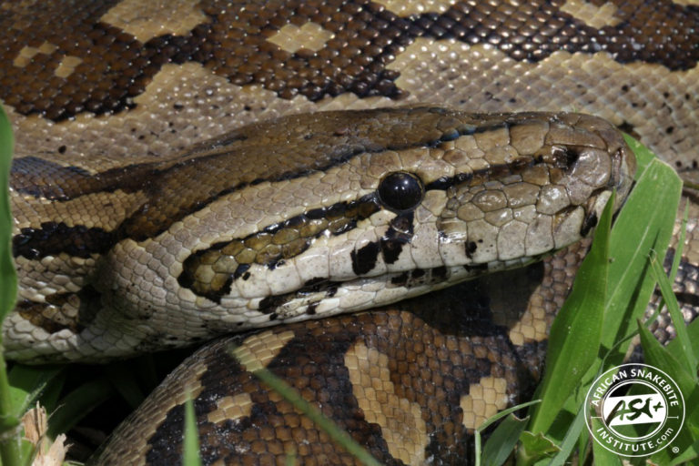 Southern African Python - African Snakebite Institute