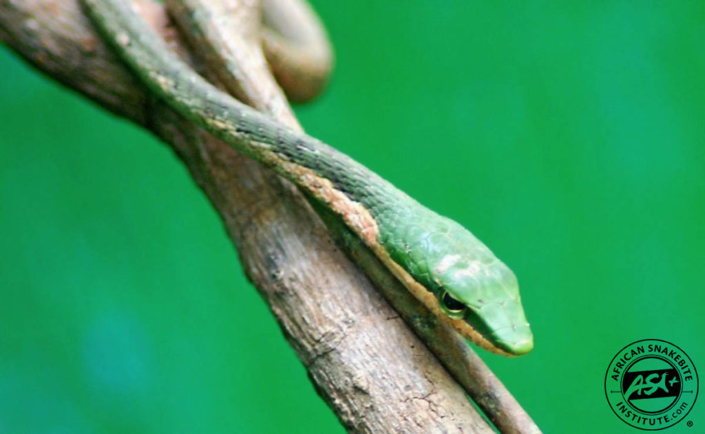 Forest Vine Snake - African Snakebite Institute