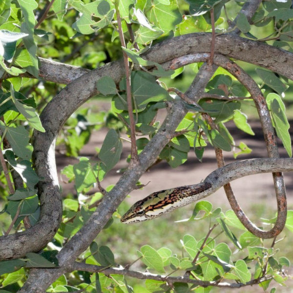Eastern Vine Snake - African Snakebite Institute