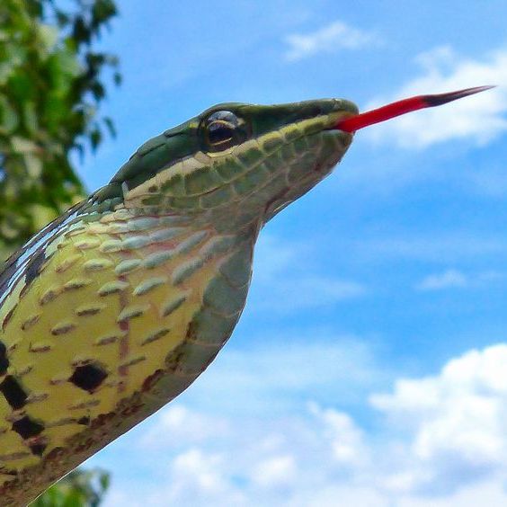 Forest Vine Snake - African Snakebite Institute