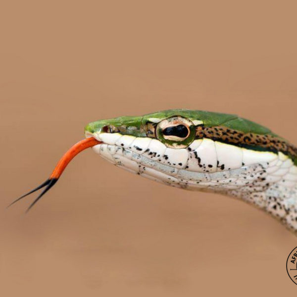 Eastern Vine Snake - African Snakebite Institute